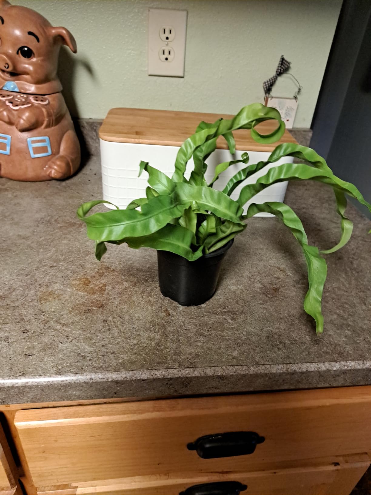 Amazon.com : Hurricane Bird's Nest Fern - Asplenium antiquum - 4" Pot ...