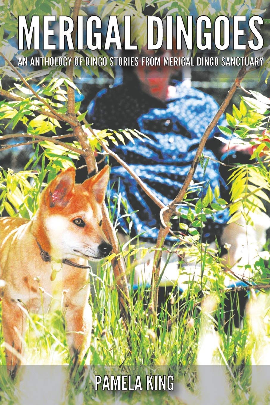 Merigal Dingoes: Pamela King: 9781876409418: Amazon.com: Books