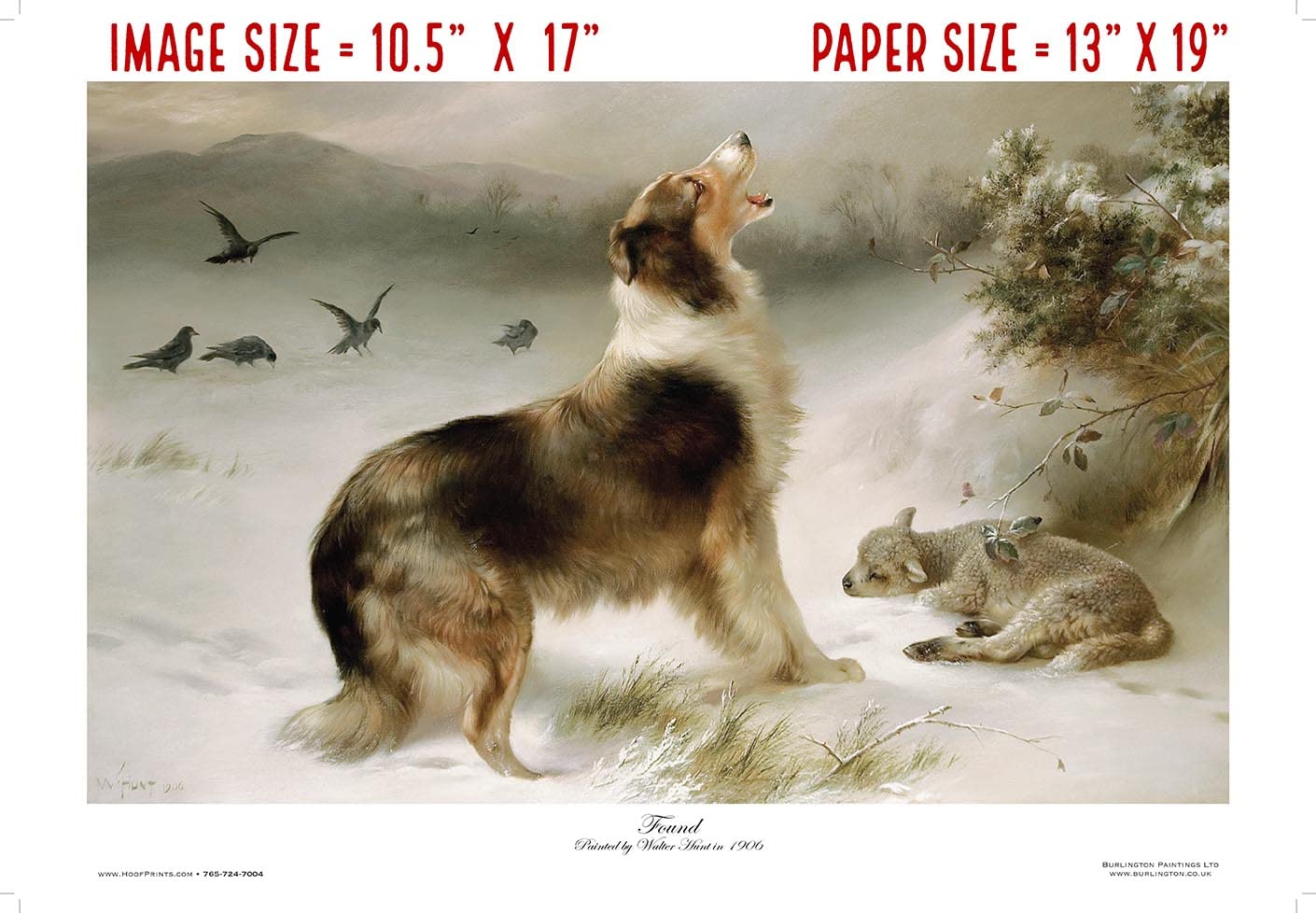 How Do Border Collie Hunt