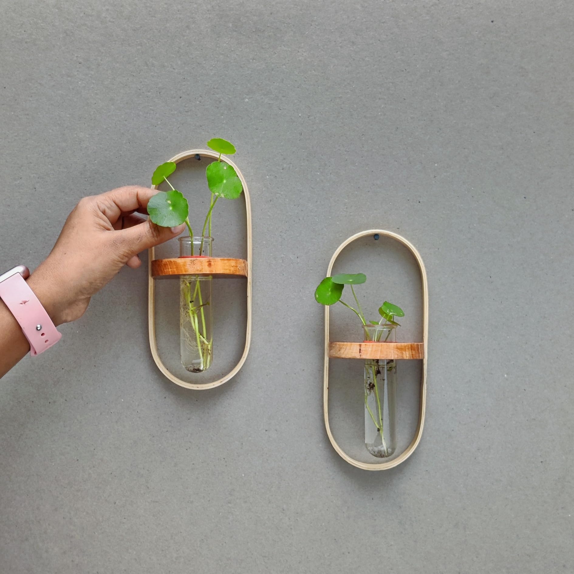Storoot Ovel Test Tube Planter - Modern Indoor Wall Plant Stand for ...