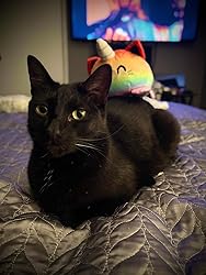 Amazon.com: TeeTurtle - The Original Reversible Cat Plushie - Rainbow ...