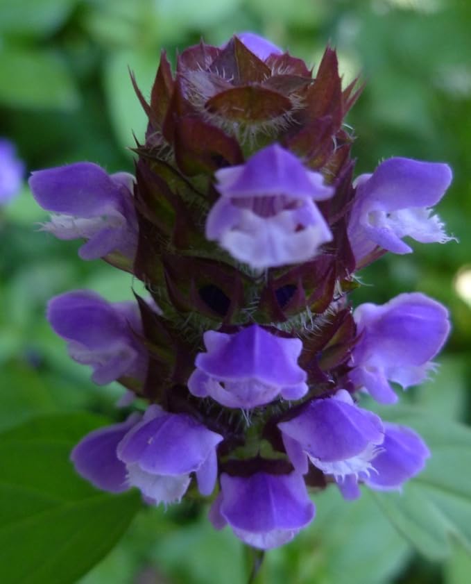 Amazon.com : Self Heal - Prunella vulgaris - Live Plant Start : Patio ...