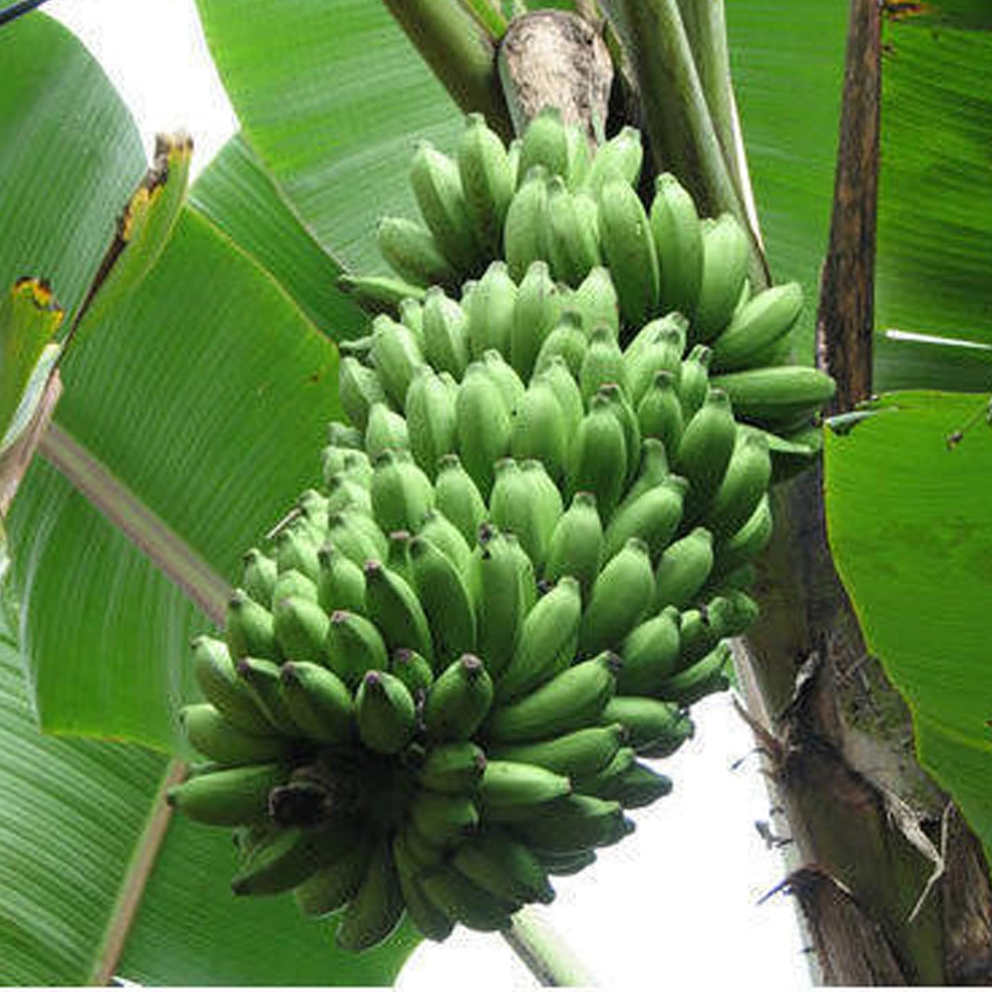 Go4plants Banana - G9, Kela - Plant Japanese Kela plant : Amazon.in ...