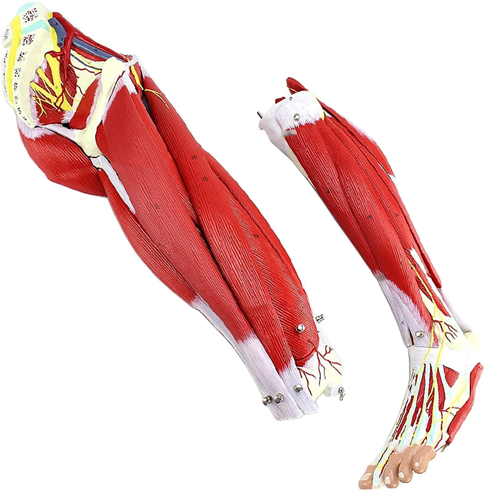 Buy IJNBHU Study Model Human Lower Limb Anatomy Model - Life Size ...