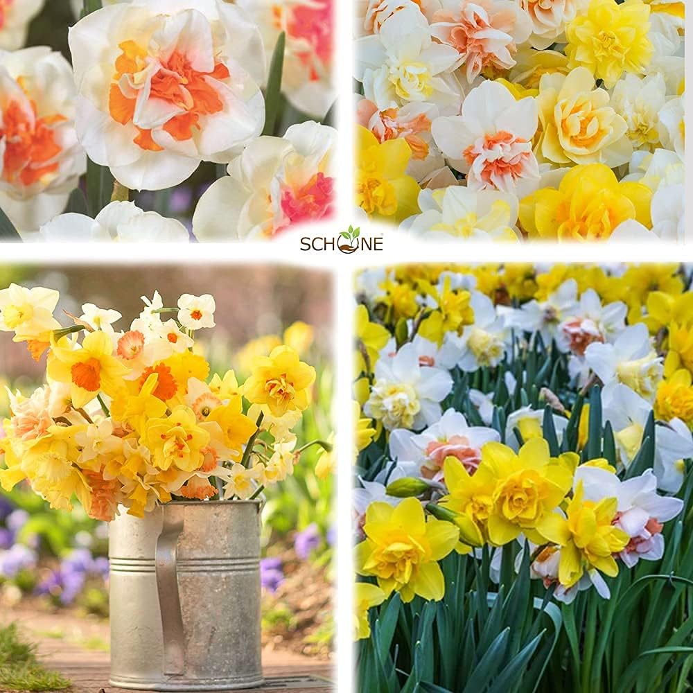 25 x Daffodil Double Mixed – Colourful Range of Doubles – Exquisite ...