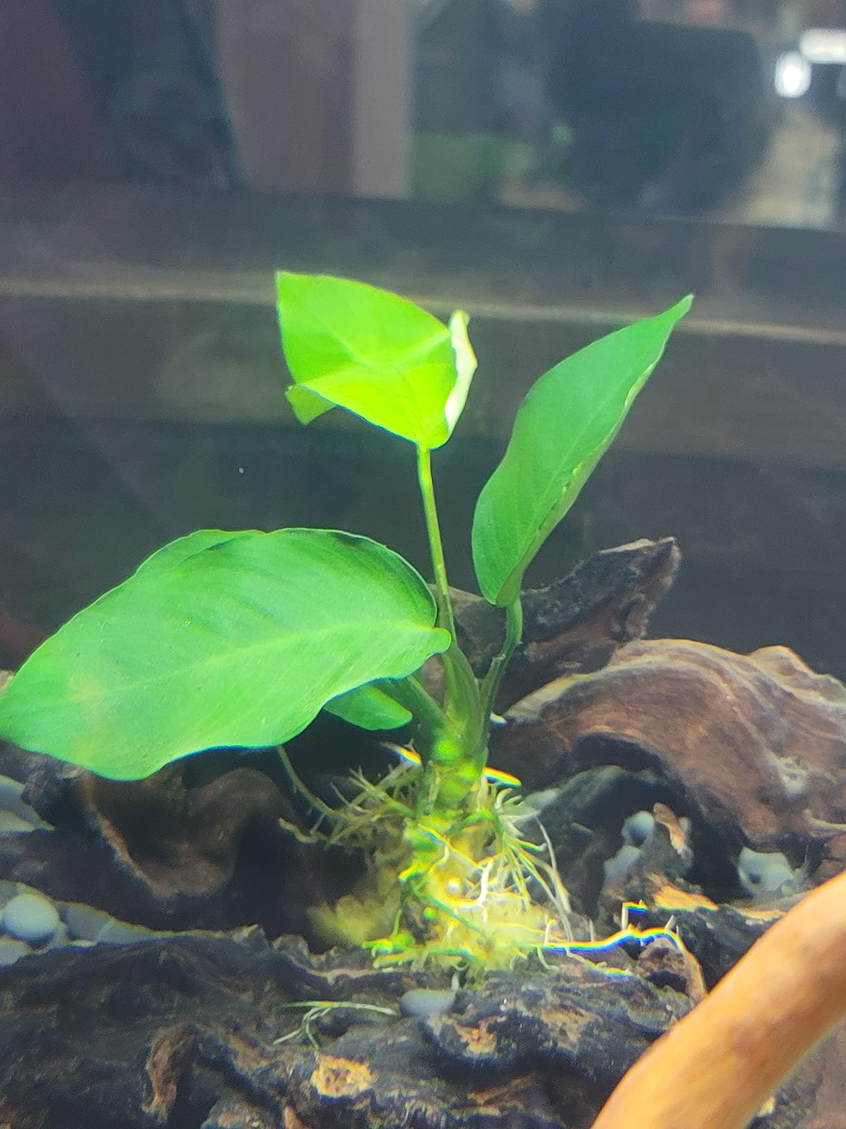 $3/mo - Finance Potted Anubias Plants | Live Freshwater Aquatic Plants ...