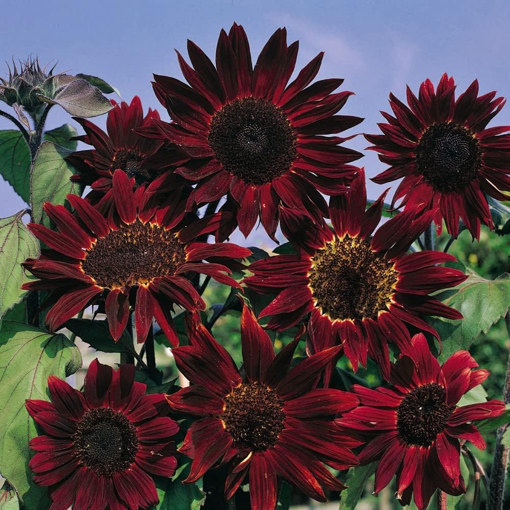 Sunflower Helianthus annuus Seeds 'Claret' F1 Hybrid Mid-Height Hardy ...