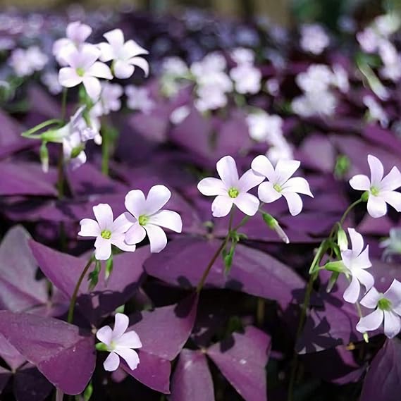 Amazon.com : 10 Pcs Purple Shamrock Bulbs Seeds Oxalis Triangularis ...