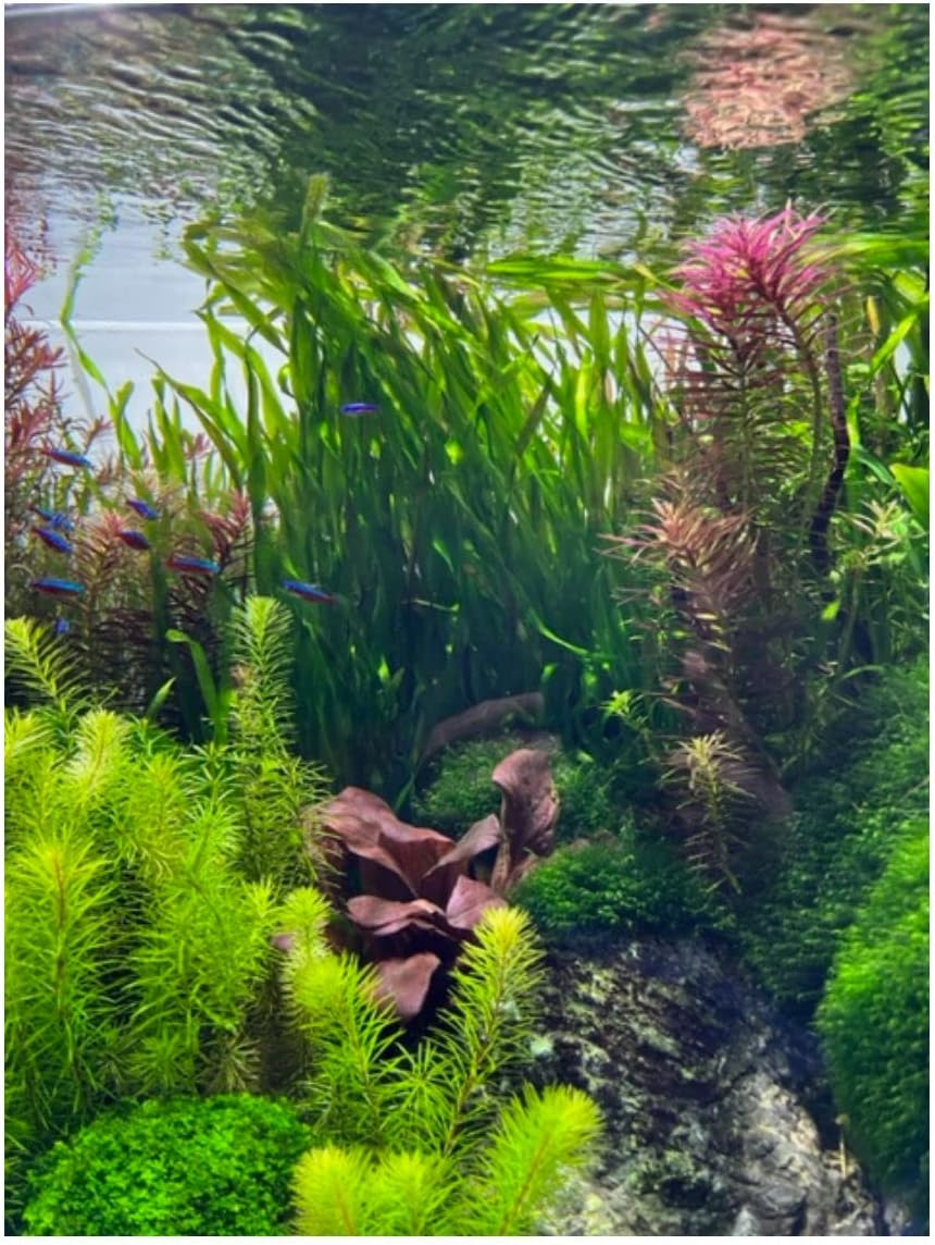 Amazon.com: Vallisneria Spiralis | Italian Val | Live Plant for ...