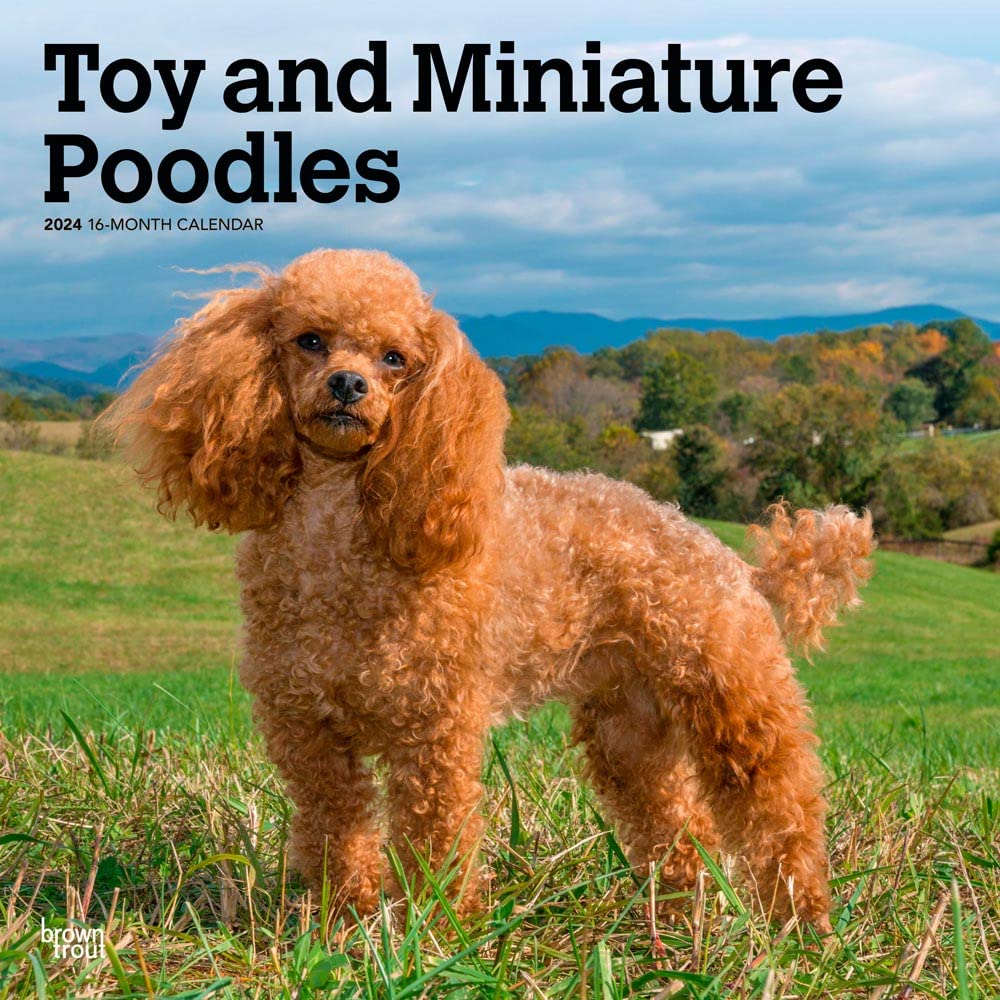 Toy and Miniature Poodles | 2024 12 x 24 Inch Monthly Square Wall ...