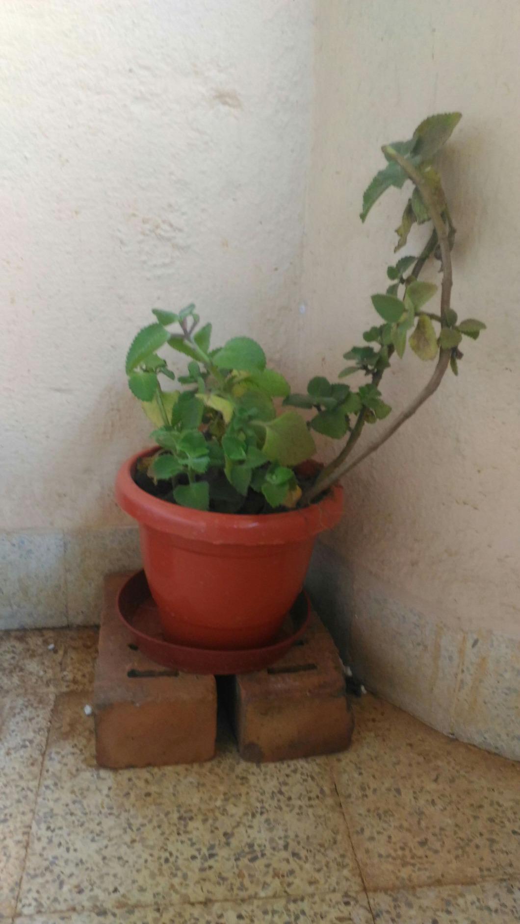 Kriti Kalash Gamla Planters with Bottom Plates (5 Pcs, 8 Inches, Red ...