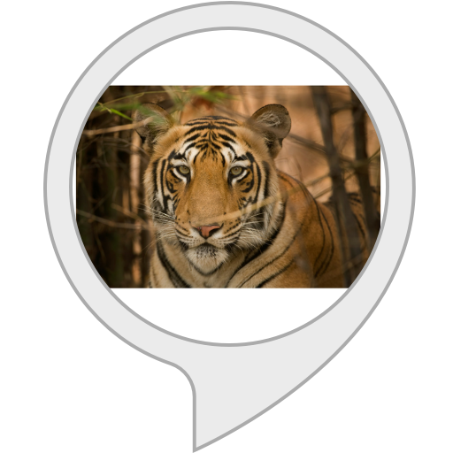 Amazon.com: Tiger Facts : Alexa Skills