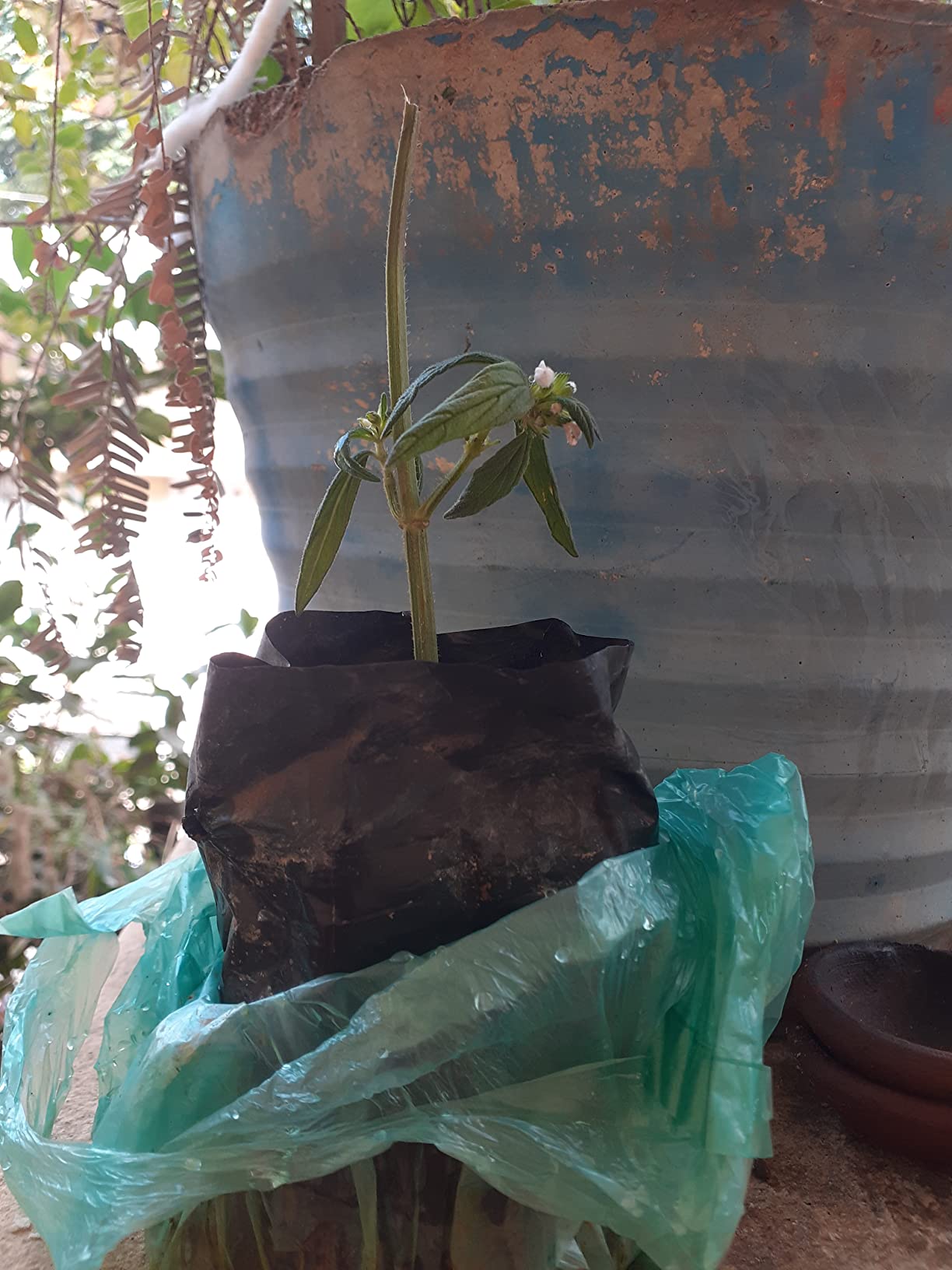 Kapebonavista® Bishkhapru Deldona Dronapushpi Chitrakshupa Dhurpisag ...