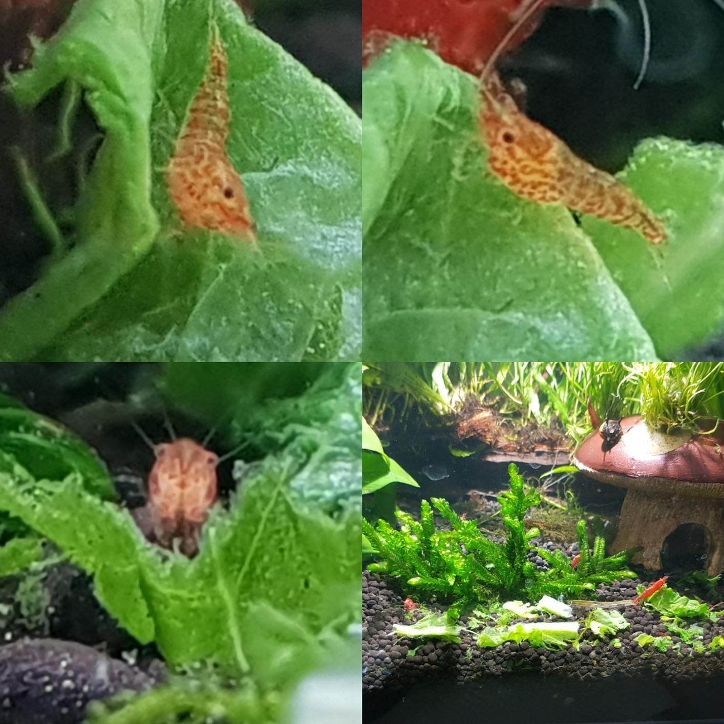 JBL ProScape ShrimpsSoil BROWN 3 l, Brown substrate for shrimp ...