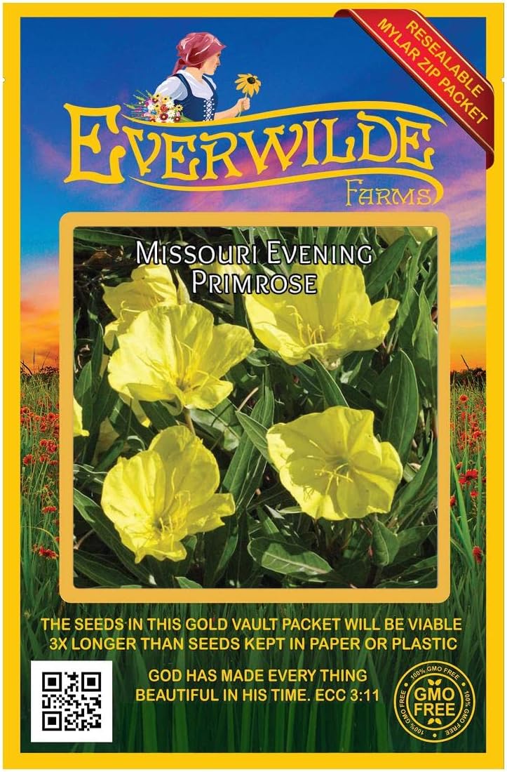 Amazon.com : Evening Primrose 100+ Seeds Newly Harvested, Beautiful ...