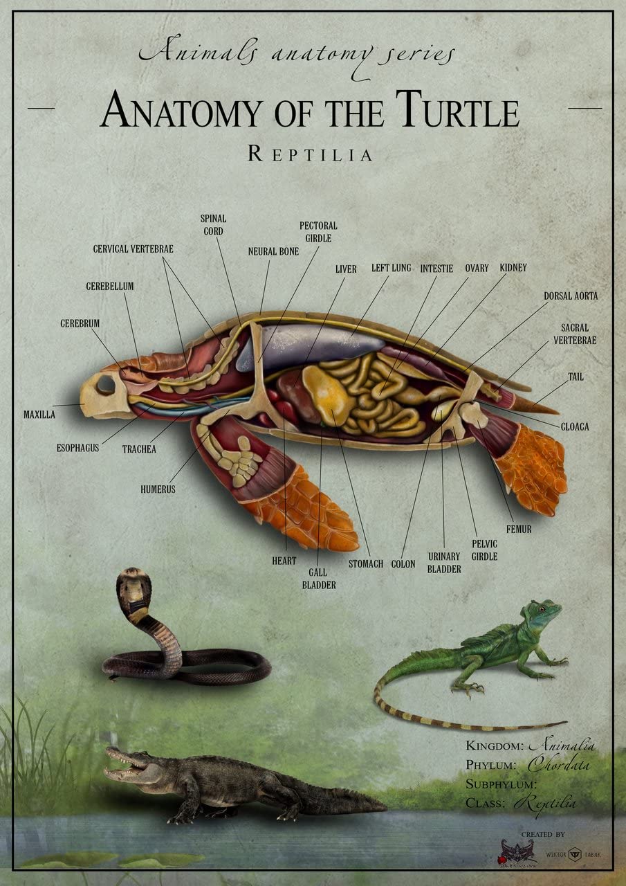 Turtle Anatomy