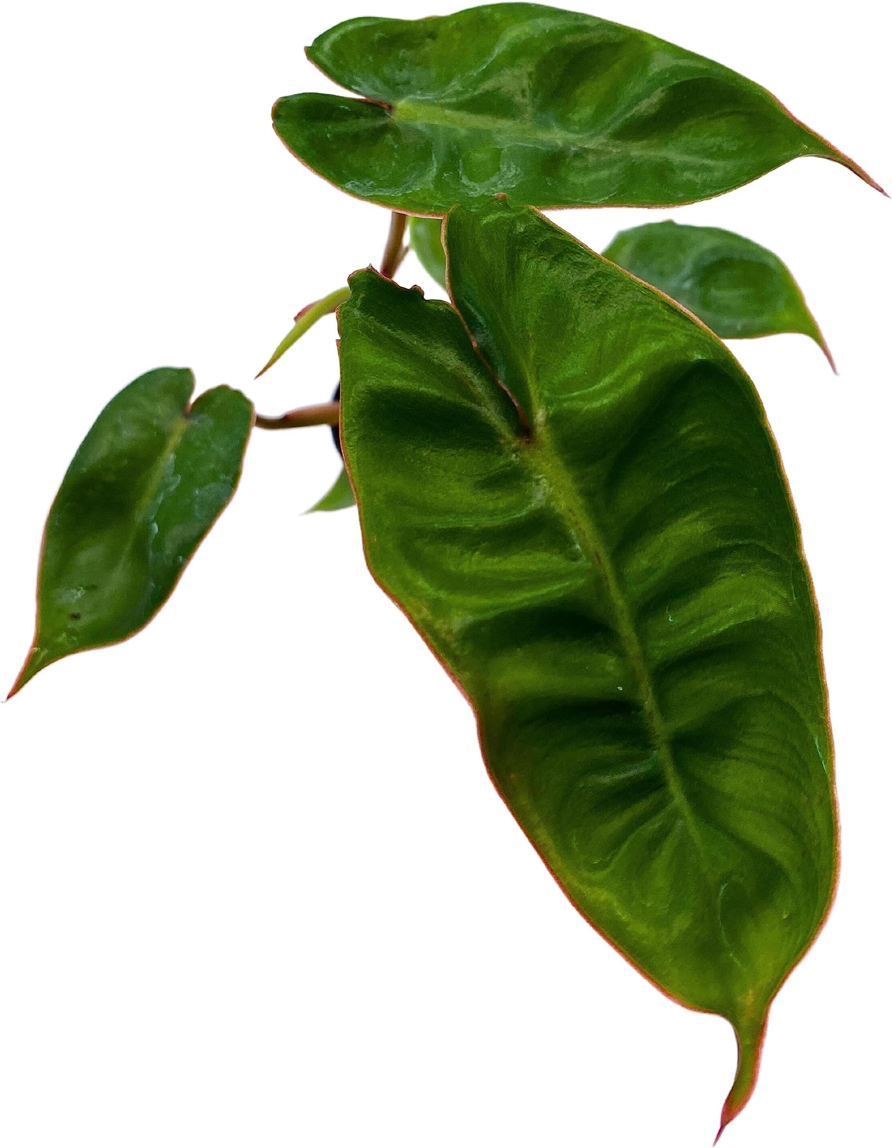 Amazon.com : BubbleBlooms Black Gold Philo, 4 inch Philodendron ...