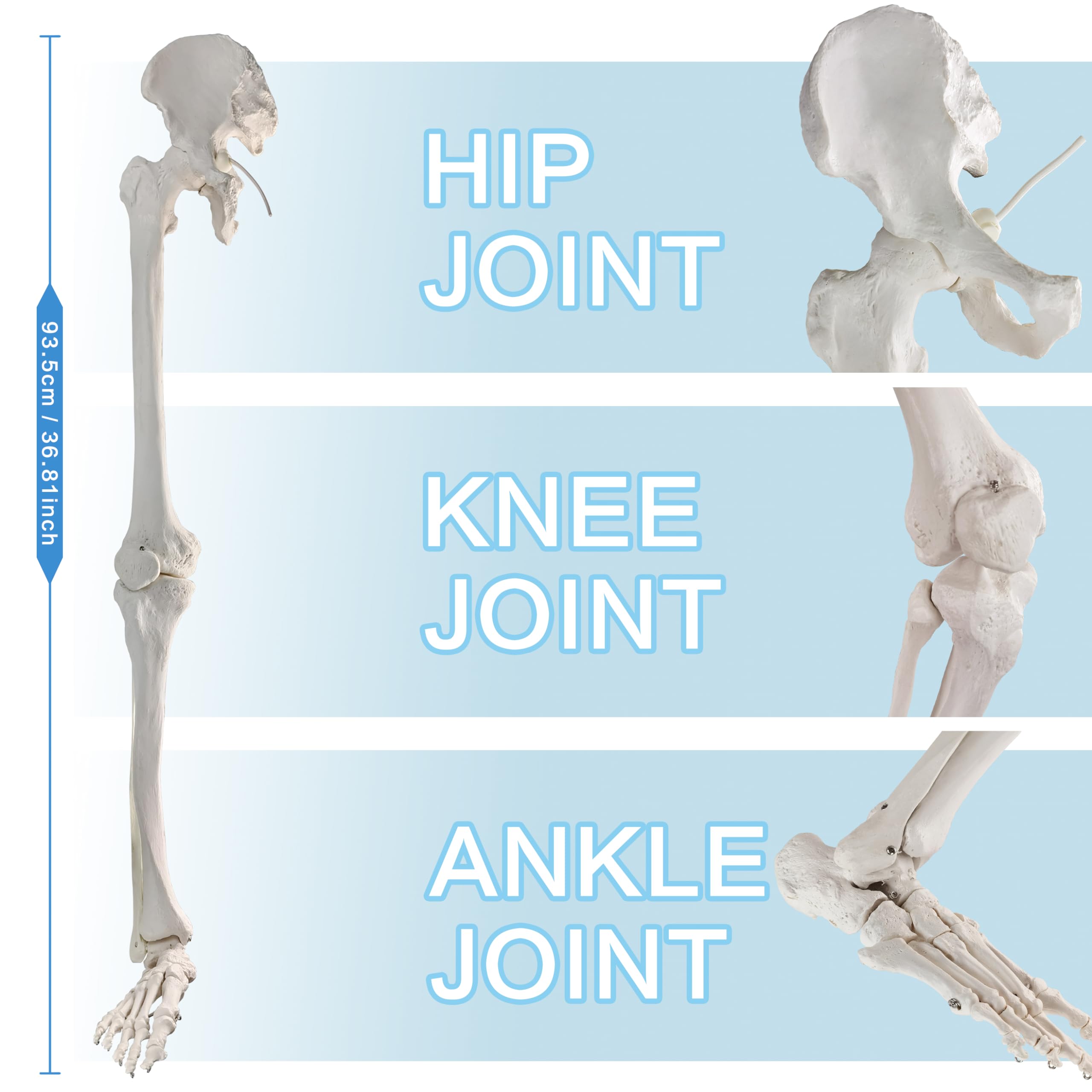 Snapklik.com : EVOTECH SCIENTIFIC Human Lower Limb Bone Model, Life ...
