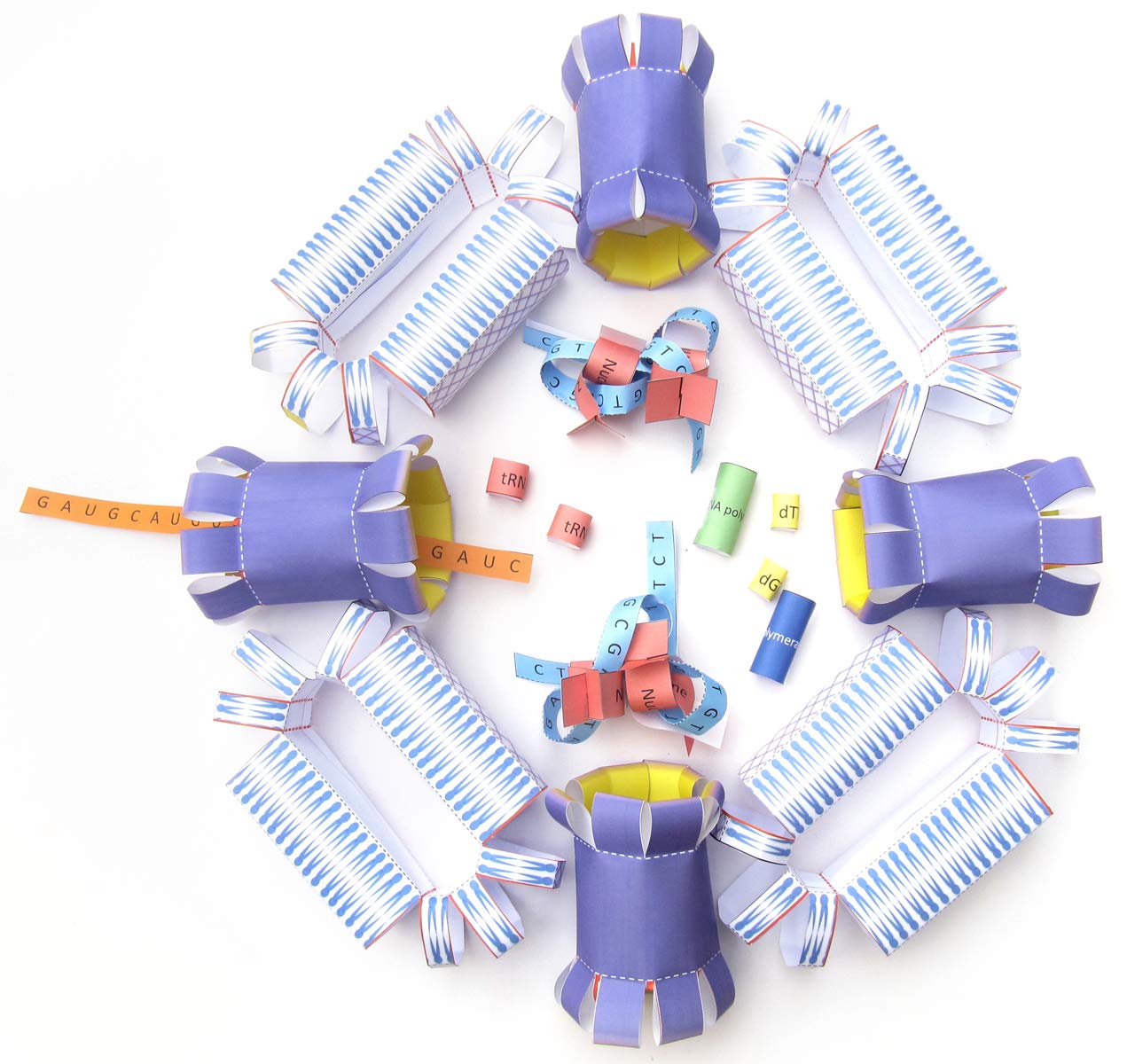 Amazon.com: Cell Nucleus 3-D Model - Individual Student Edition (17 ...