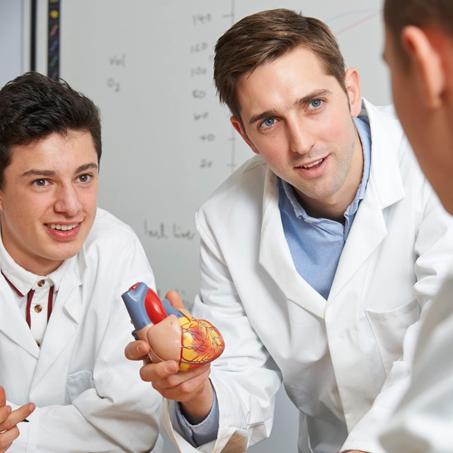 Snapklik.com : MIIRR Human Heart Model, 2-Part Life Size Heart Model ...