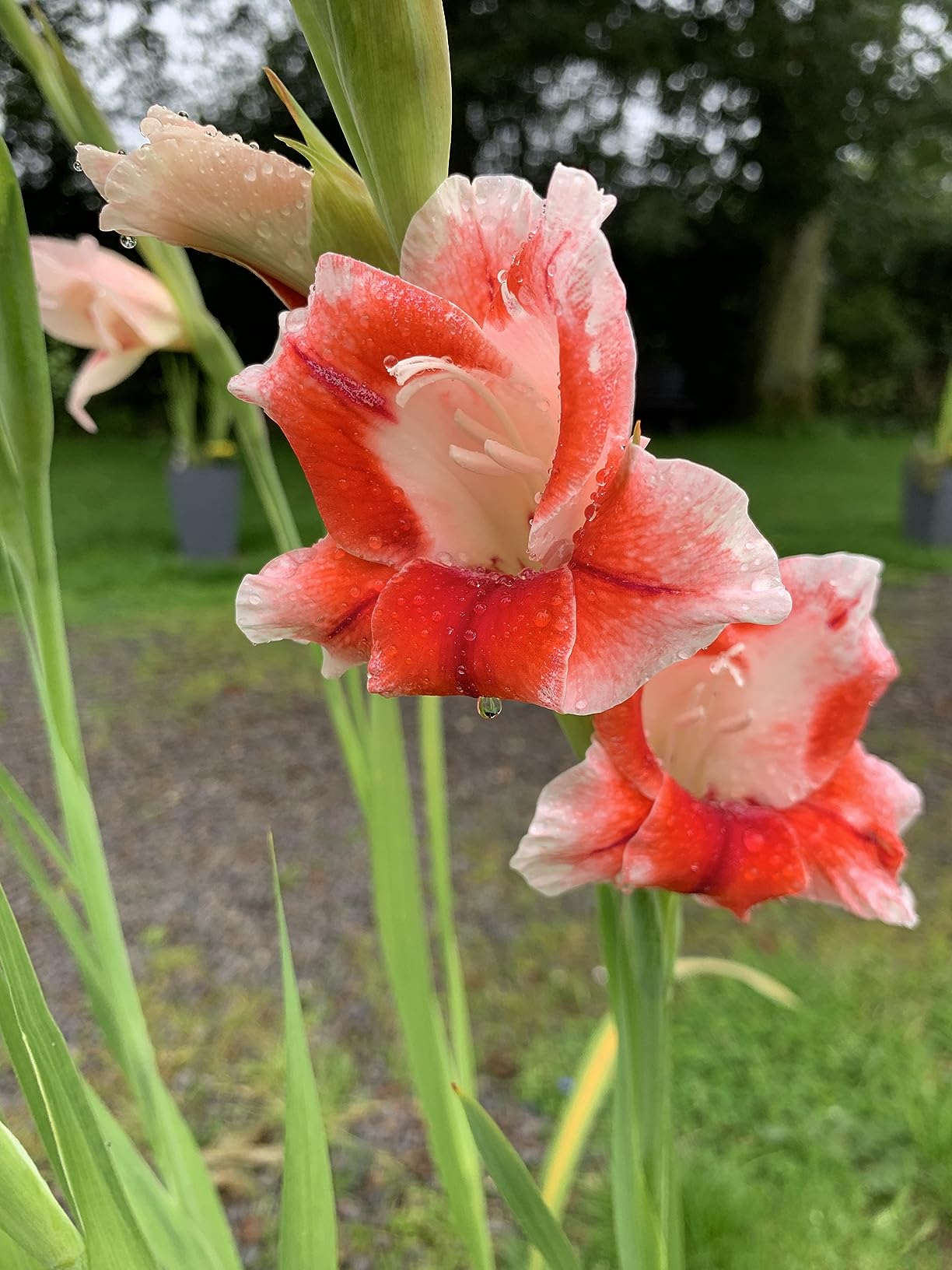20x Gladioli Nanus Mixed Bulbs Spring Flowering Dwarf Gladiolus ...