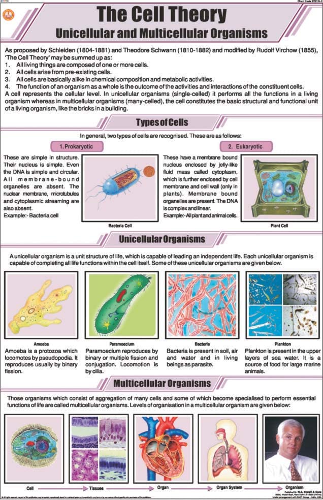 Buy STG01 | TeachingNest | The Cell Theory Chart (58x90 cm) | English ...