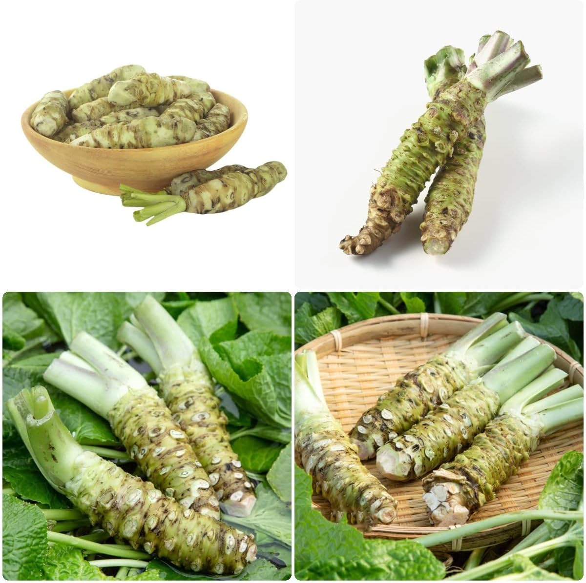 samen wasabi seeds for planting,Seltene Pflanzen serie,geschenk ...