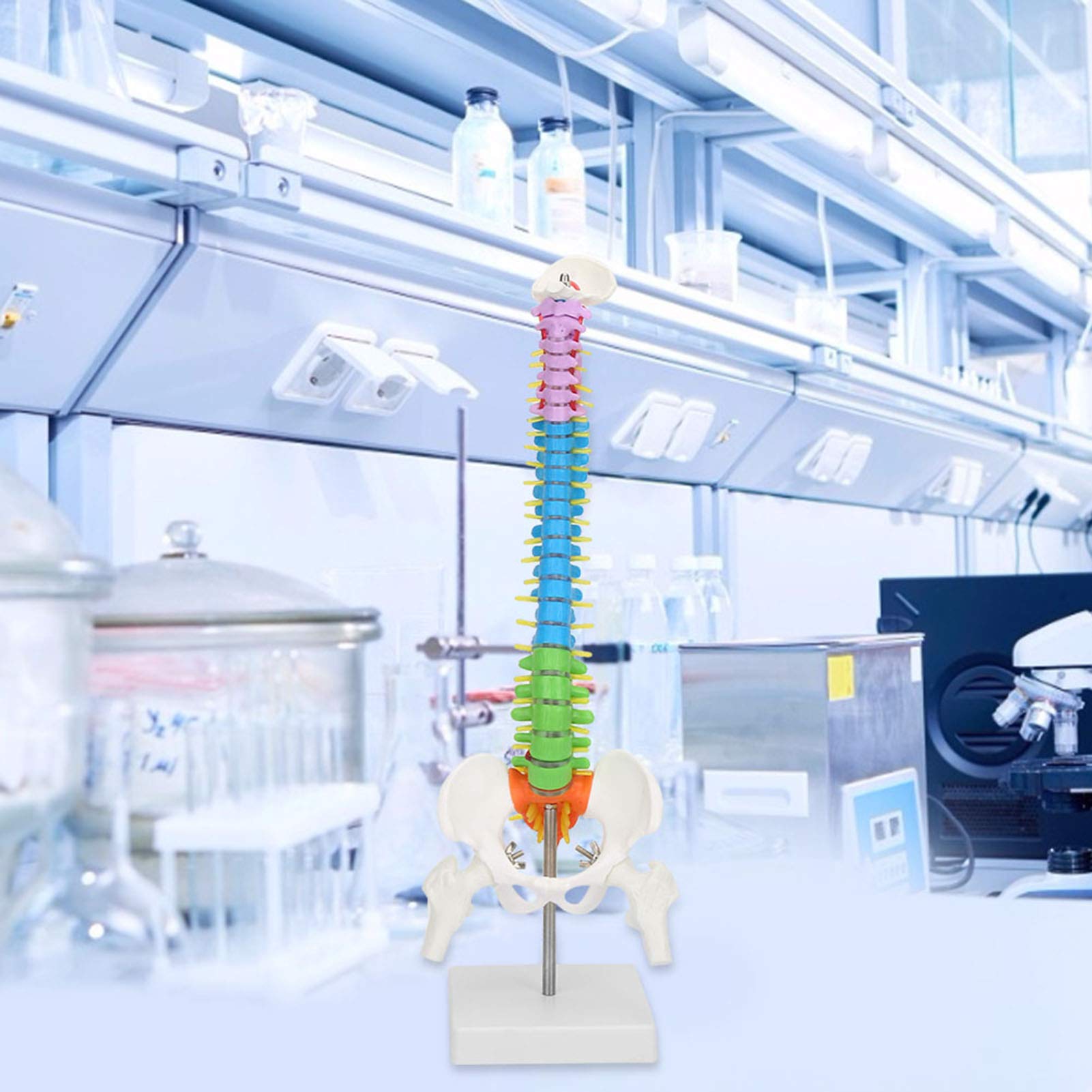 Buy Human Spine Model Colored Flexible Scientific Anatomical Human ...