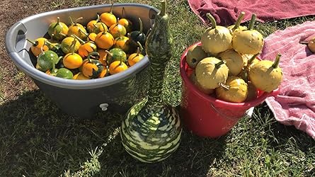 Amazon.com : “Decorative Mix” Small and Medium Gourd Seeds – 7 ...