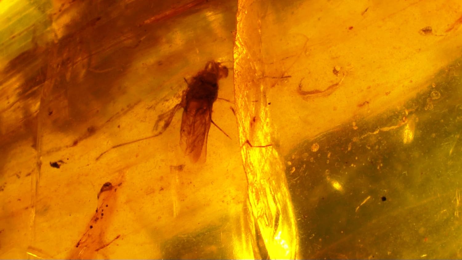 100% Natural Untreated Myanmar Amber Insect Fossil Inclusion Specimen ...