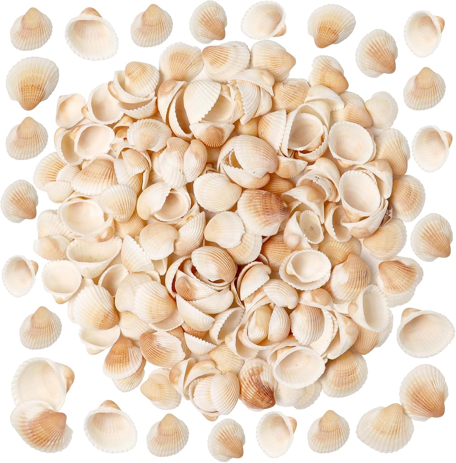 Amazon.com: Ira Pollitt 280 Pcs White Clam Shells Small Tiny Sea Shells ...