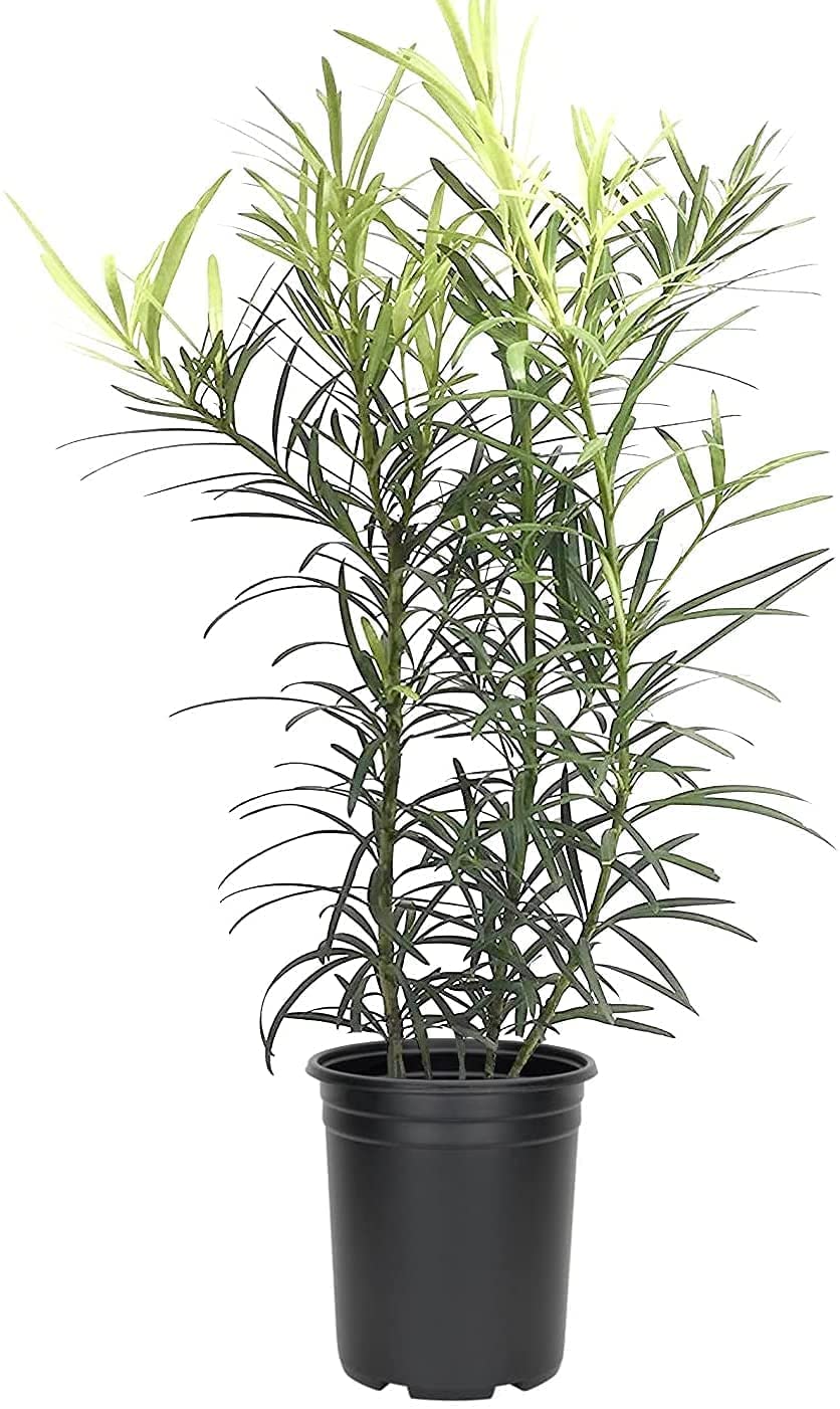 Buy Podocarpus Macrophyllus | 5 Live 4 Inch Pots | Japanese Yew | Low ...