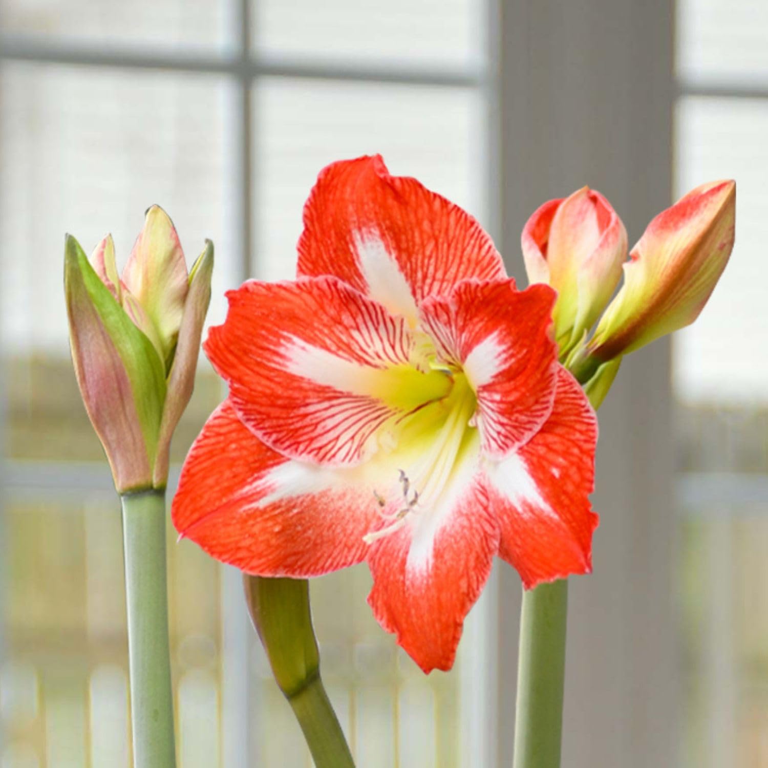 Amazon.com : Bloomaker 5 Pack 'Minerva' Amaryllis Bulbs, Red with White ...