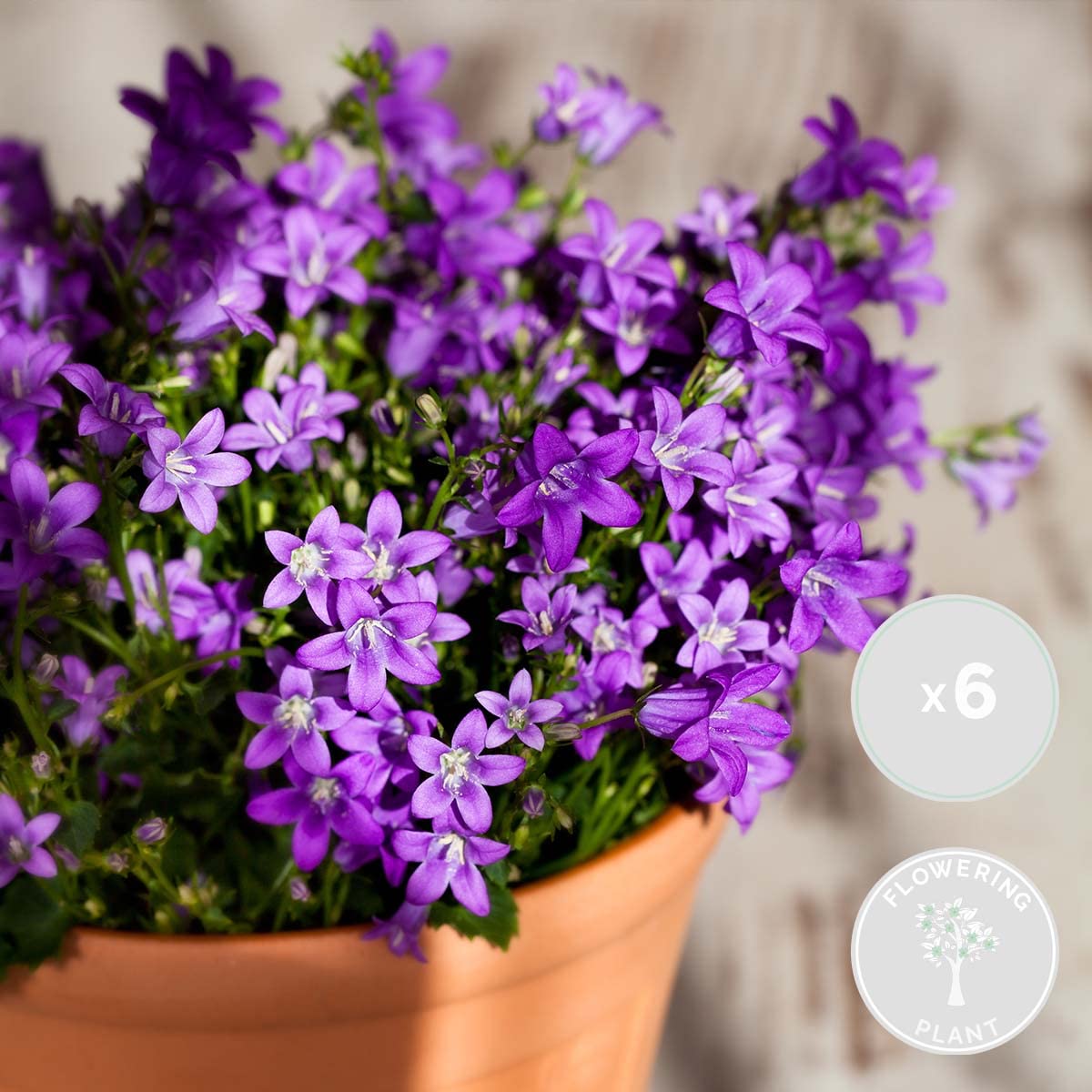 Campanula Ground Cover Plant
