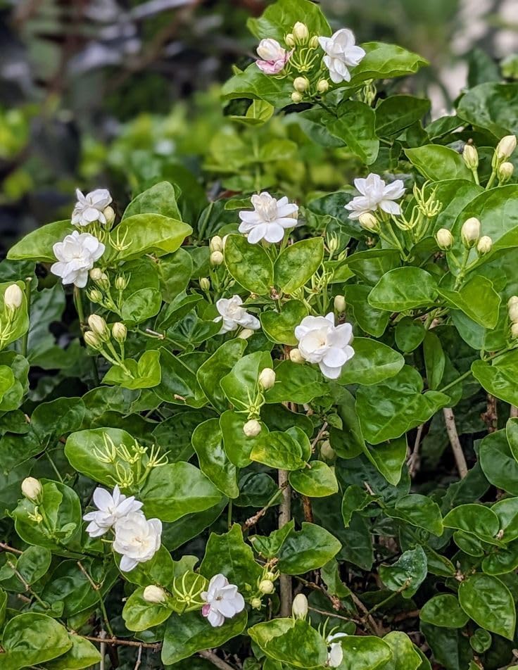 Bela Arabian Jasmine White Flower Plant | Compact Growing Variety ...