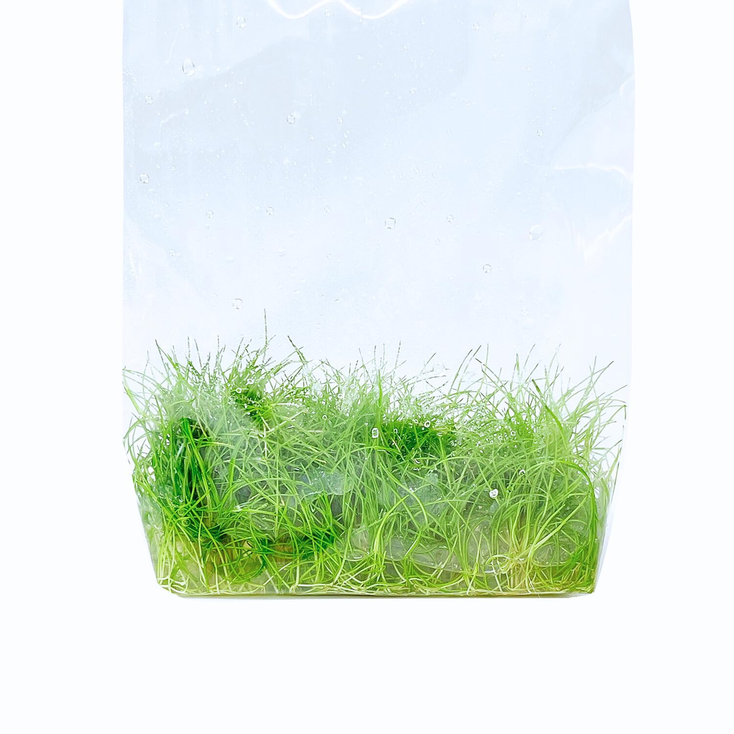 Monte Carlo Plant Dwarf Hairgrass Eleocharis Parvulus Mini Tissue ...