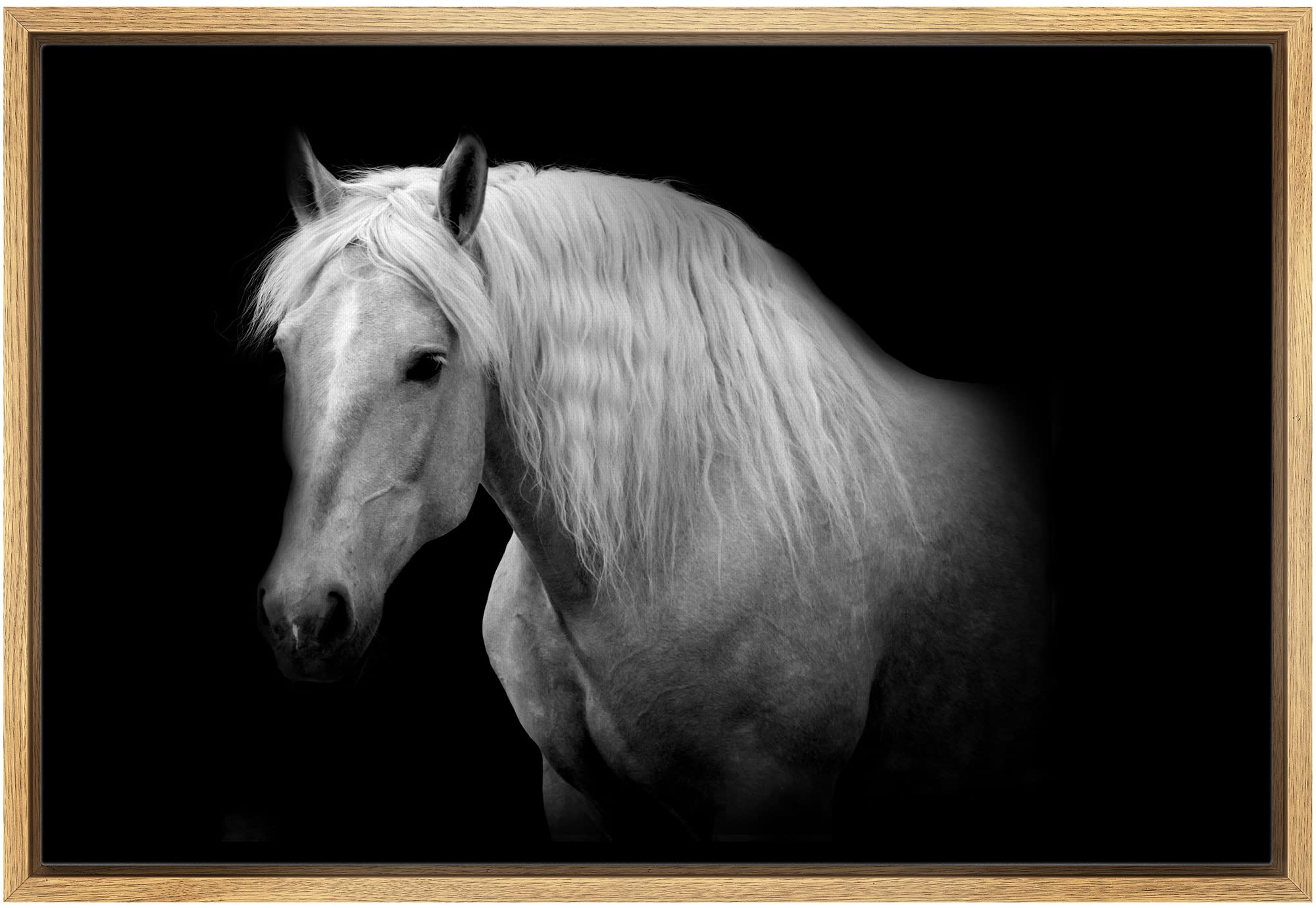 High Contrast Animal Photography