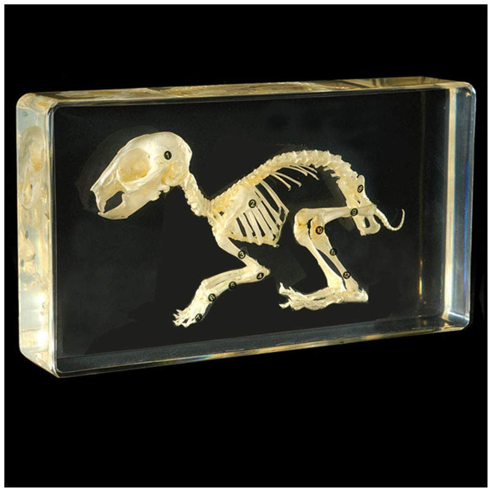 Buy ZAMAX Study Model Real Rabbit Skeleton Specimen - Rabbit Skeleton ...