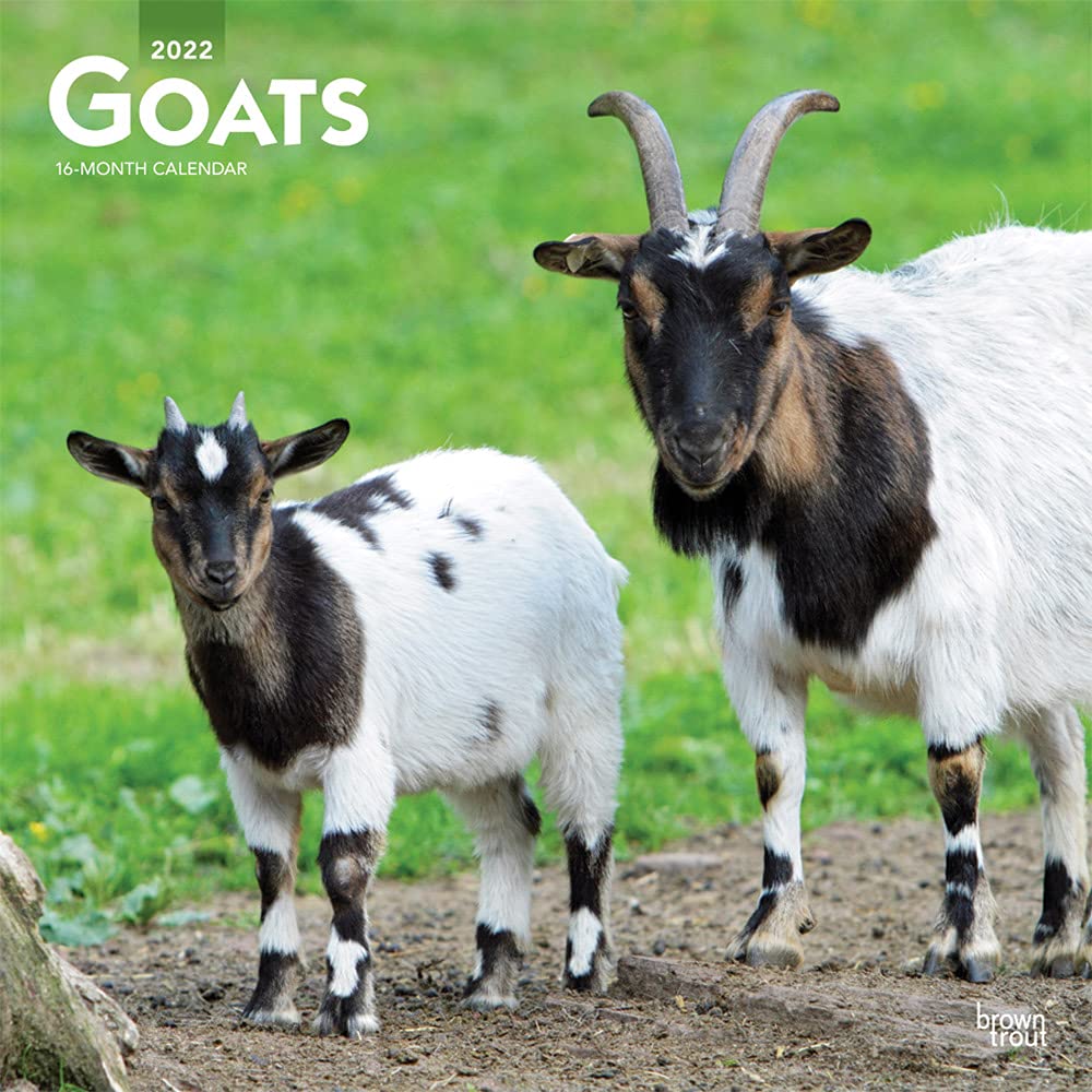 Goats 2022 12 x 12 Inch Monthly Square Wall Calendar, Domestic Farm ...