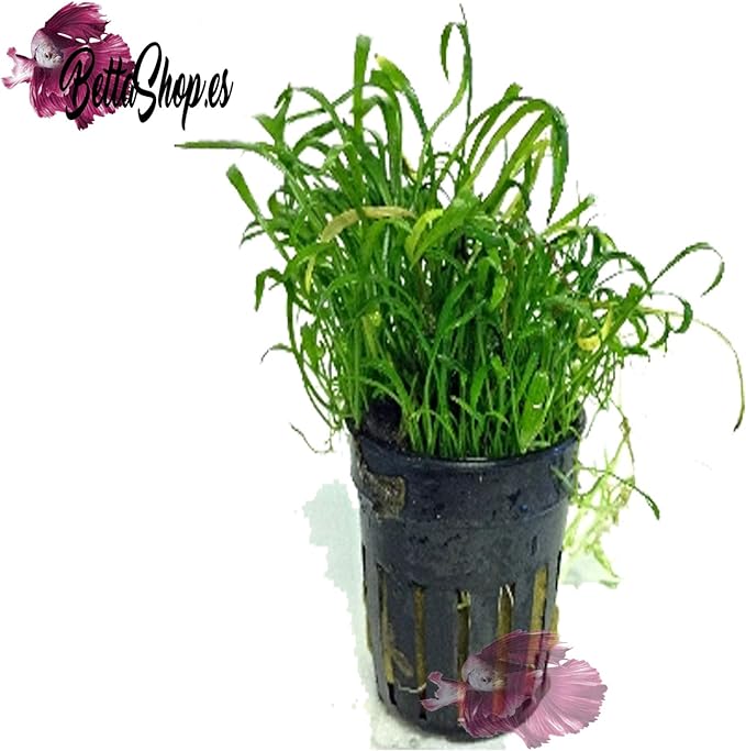 Lilaeopsis Novae-Zelandiae - Planted Aquarium Plant : Amazon.co.uk: Pet ...