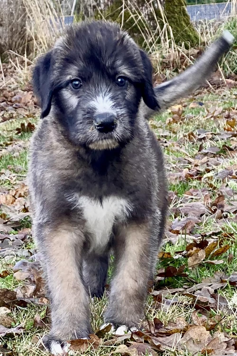 YOUR Journal: Irish Wolfhound Fluffy Puppy: Stone, Shawna, Press ...