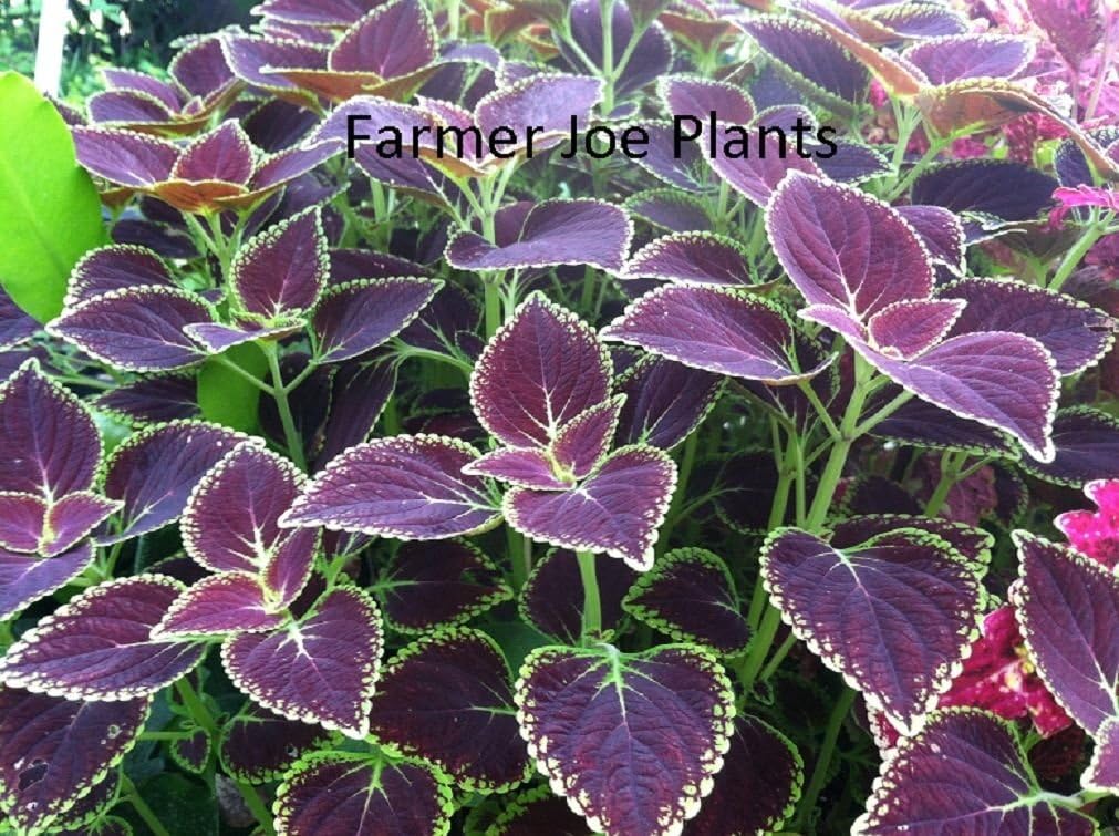Amazon.com : COLEUS - CHOCOLATE MINT #2 - 2 LIVE PLANTS - 3" POTS ...