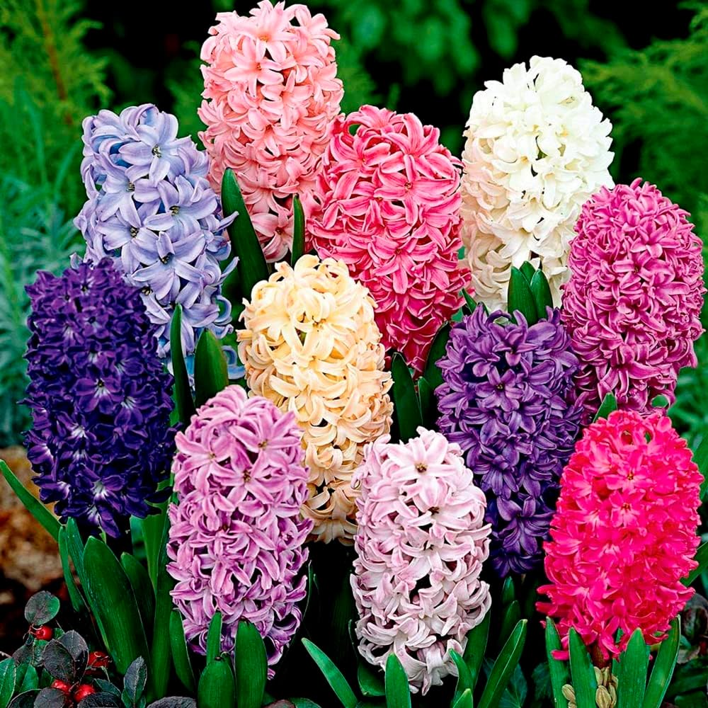 10 x Hyacinthus Mixed – Spring Flowering Bulbs – Unique Exotic Blooms ...