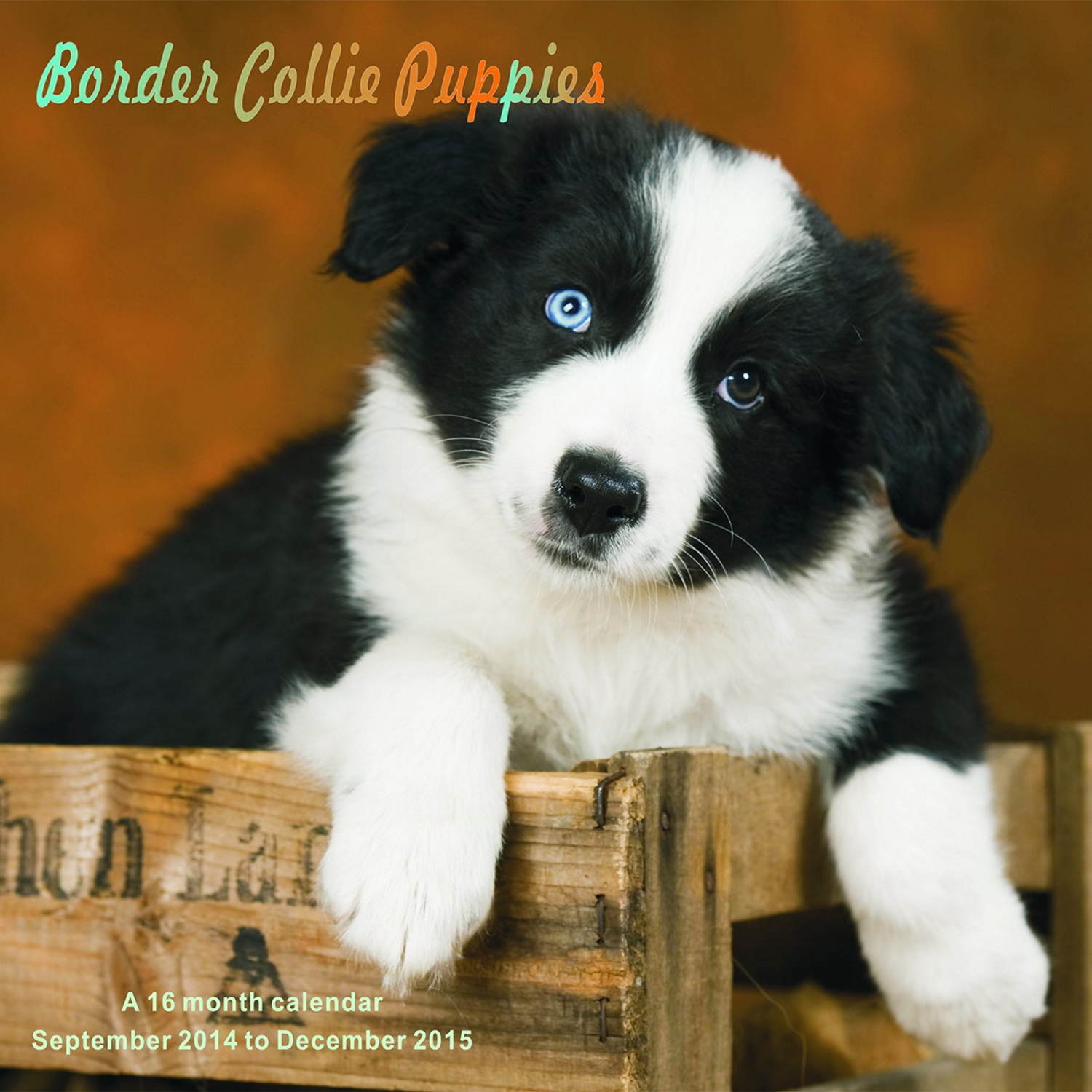 Border Collie Puppies Calendar - 2015 Wall calendars - Dog Calendars ...