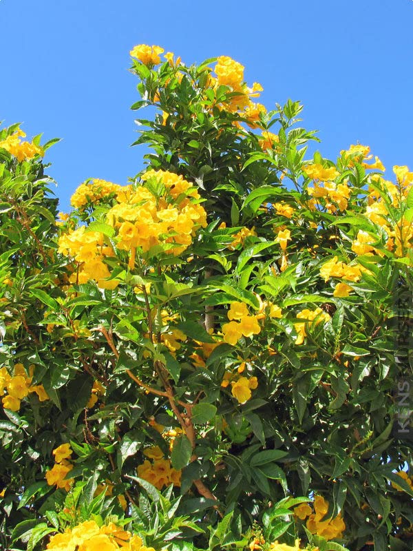 Allamanda bush - How to grow & care