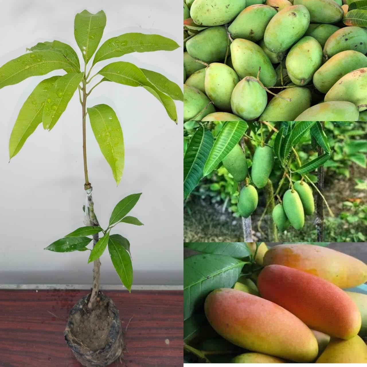 Natura GreenHouse All Time Katimon Mango Plant Thai Katimon Grafted ...