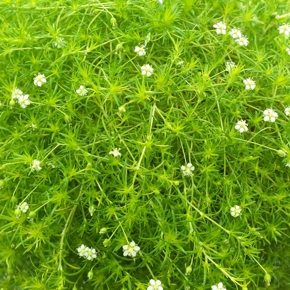 Sagina Plug Plants. 'Moss Lime'. Compact Ground Cover, Lawn Replacement ...