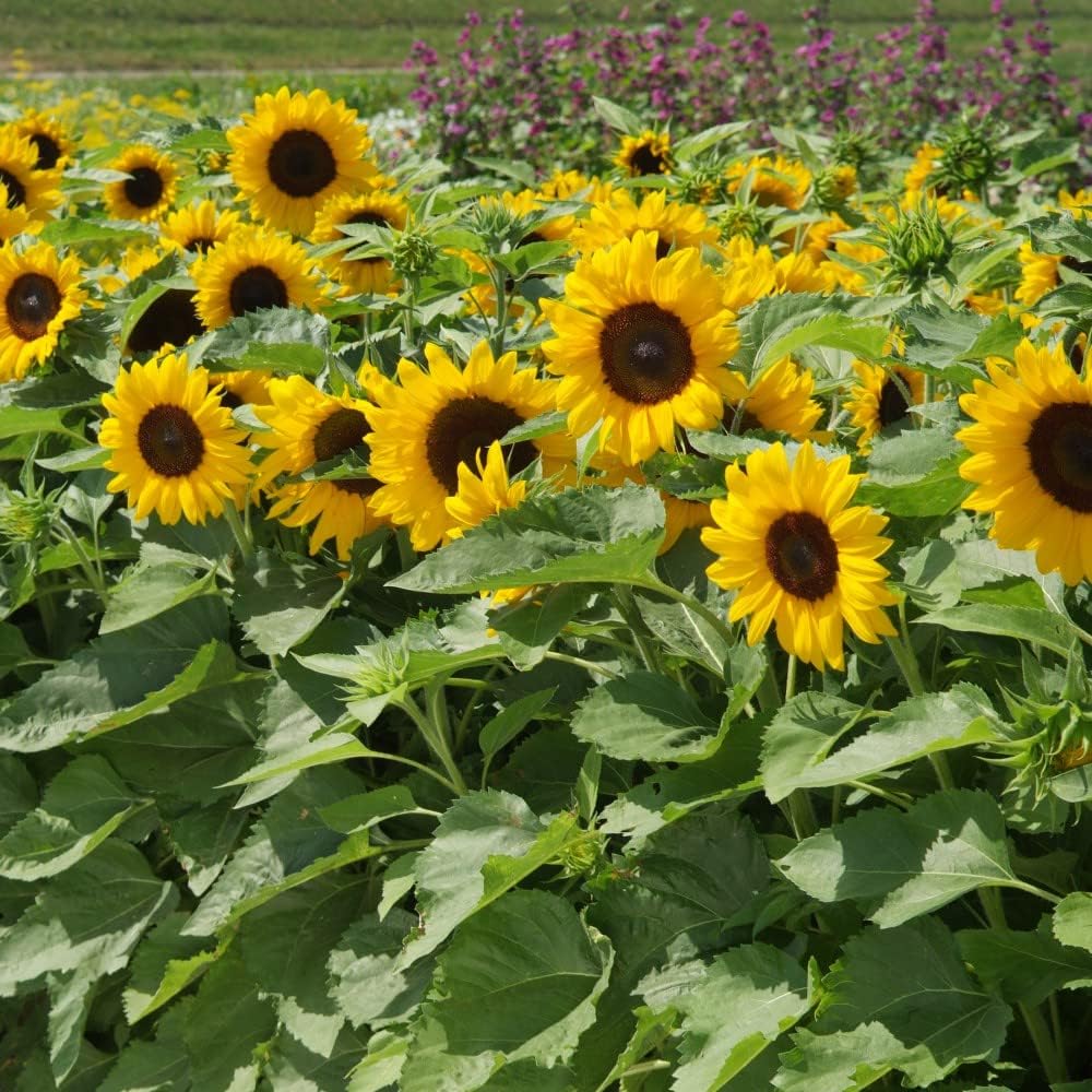 Sunflower Helianthus annuus Seeds 'Little Dorrit' F1 Hybrid Hardy ...