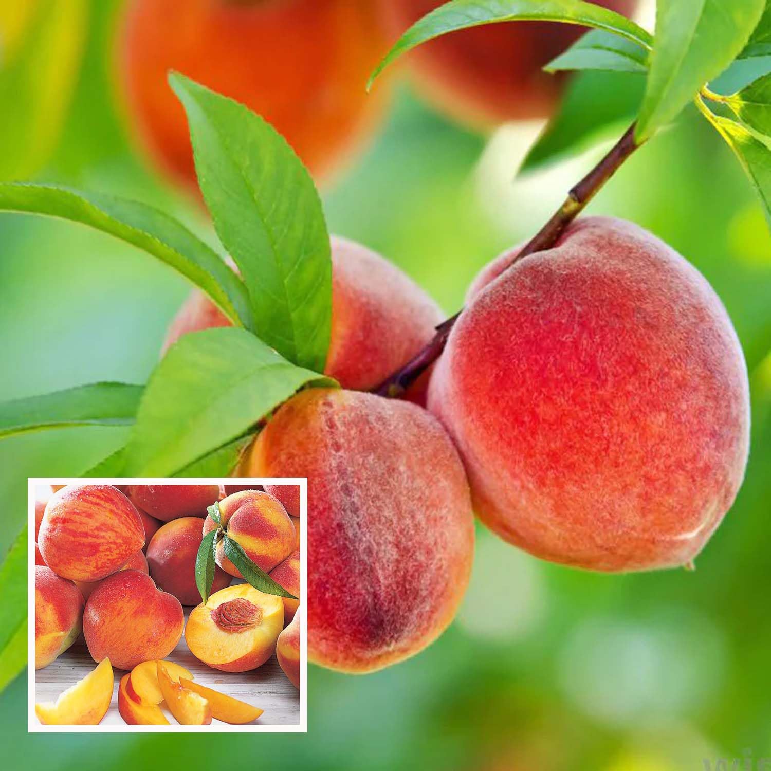 HAPING Shan E Punjab Peach Grafted Fruit Live Plant (2-3 Feet Height ...