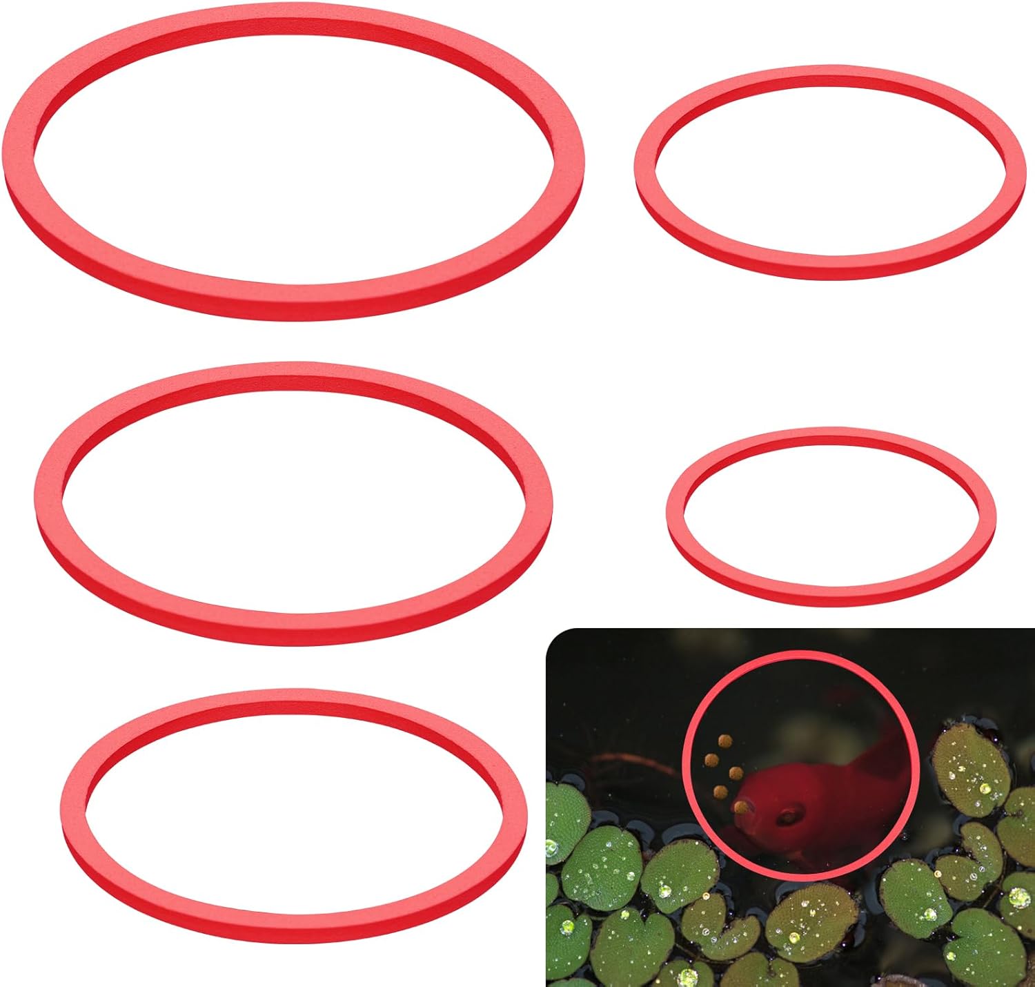 Amazon.com : PEUTIER 5pcs Aquarium Floating Plant Rings, Round Fish ...